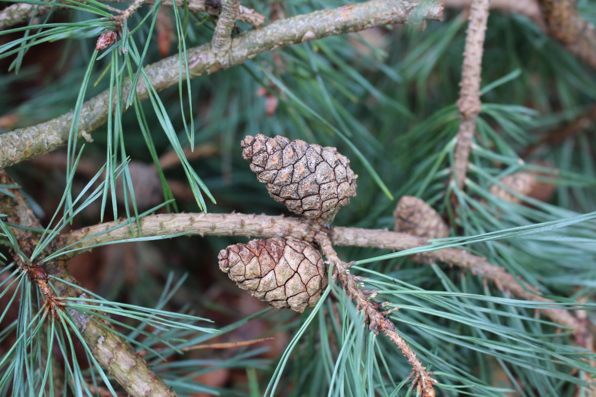 grove den – The Wild Postcard Project